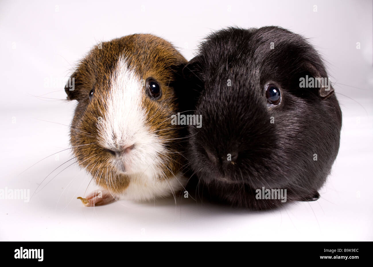 Brown white black guinea pig hi-res stock photography and images - Alamy