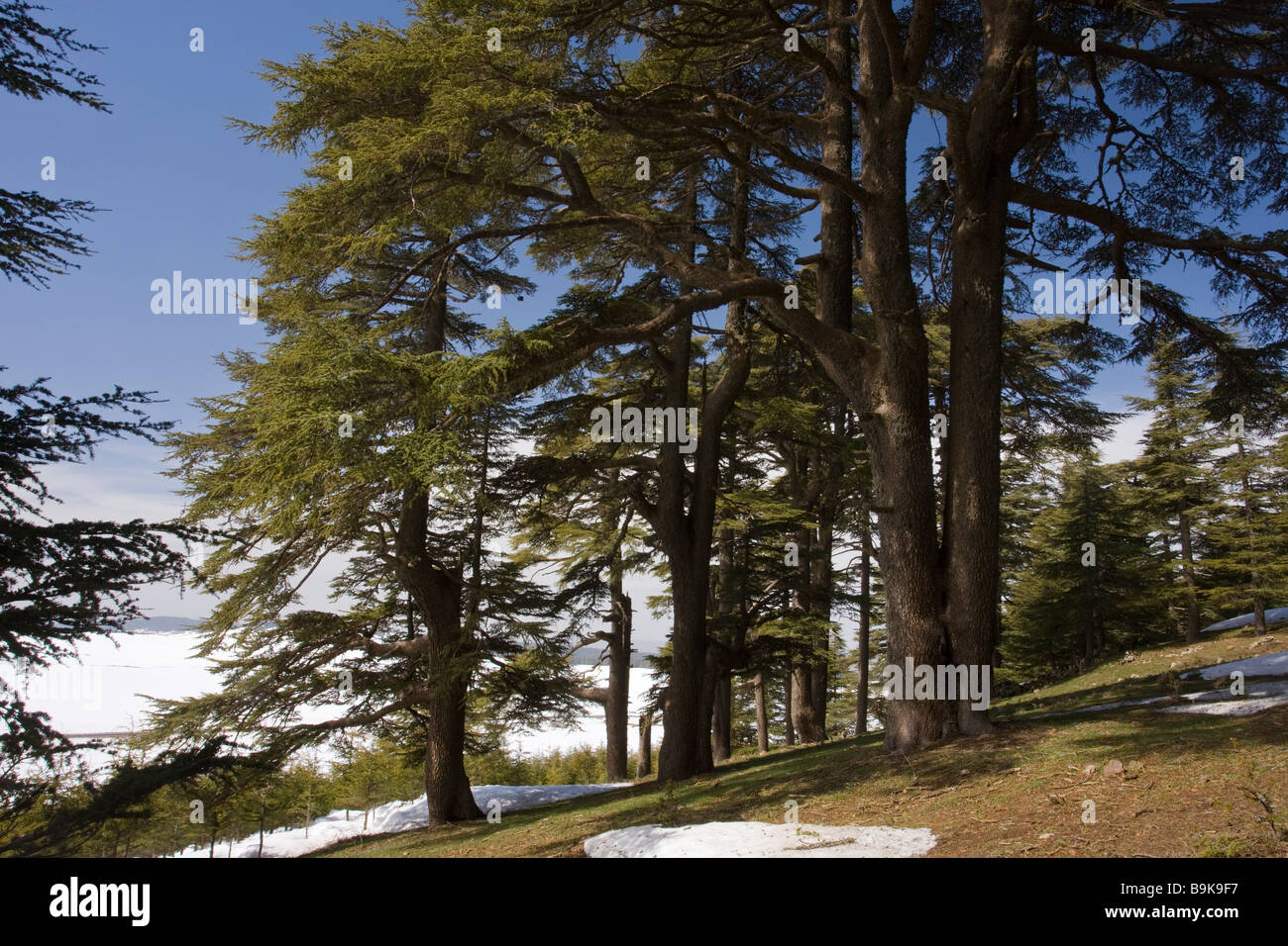 Atlas Cedar Tree Cedrus Atlantica Stock Photos & Atlas Cedar Tree ...