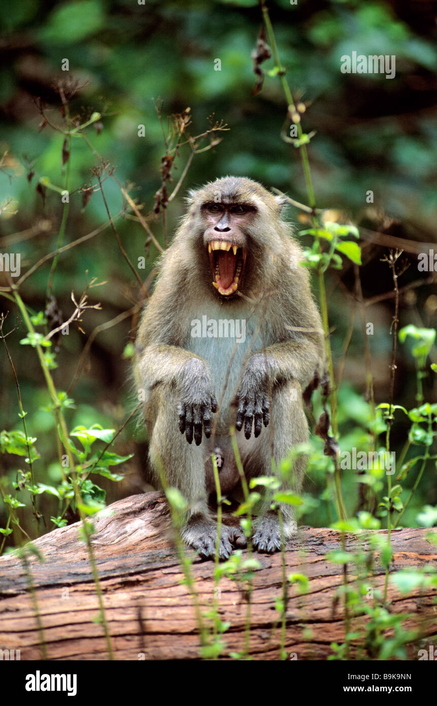 Burma, southern coast, Mergui Archipelago, monkey Stock Photo - Alamy