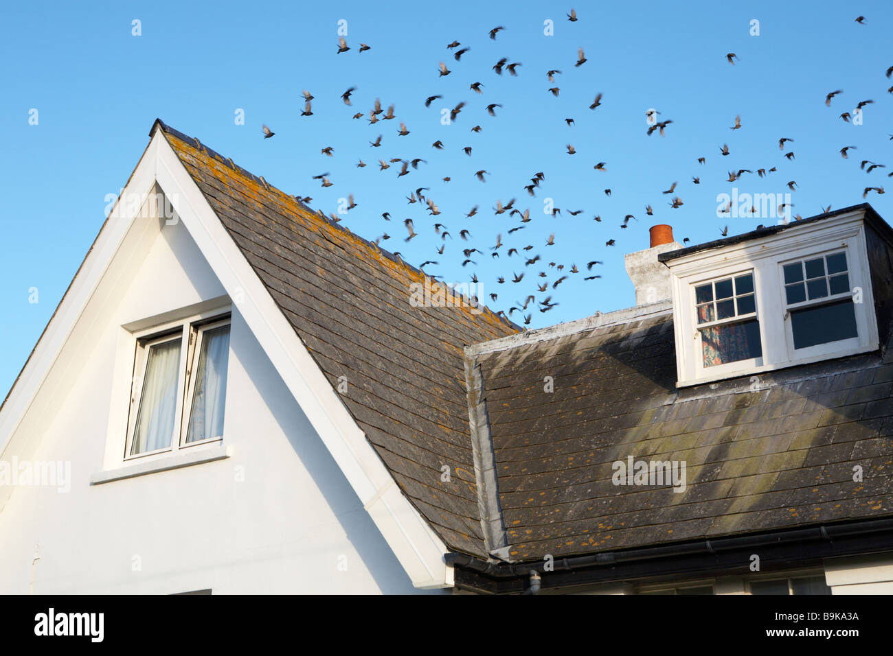 Grey birds tiles house hi-res stock photography and images - Alamy