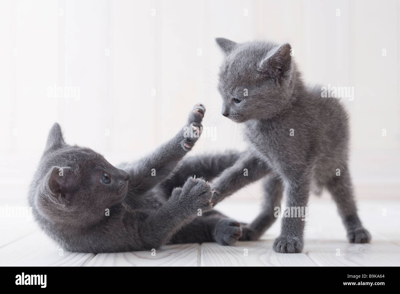 Russian blue hi-res stock photography and images - Alamy