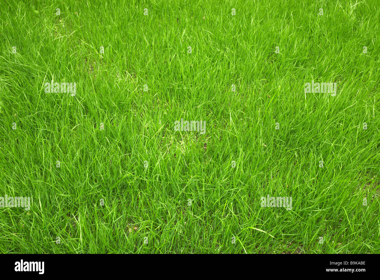 Recently seeded Lush Green Grass growing from an English garden lawn ...