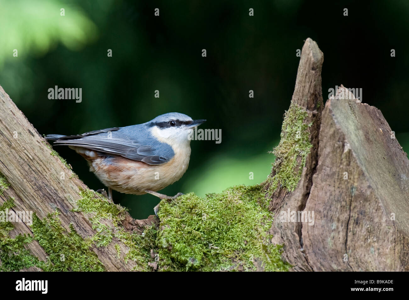 Eurasian nuthatch (Sitta europaea Stock Photo - Alamy