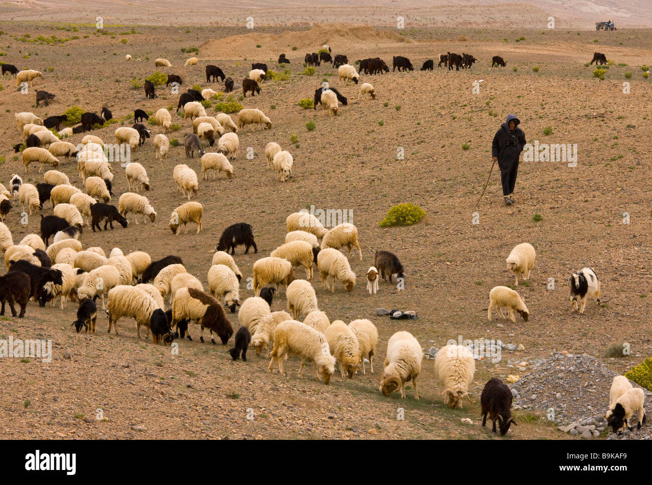 Large flock of sheep with Berber shepherd on the edge of the Sahara ...