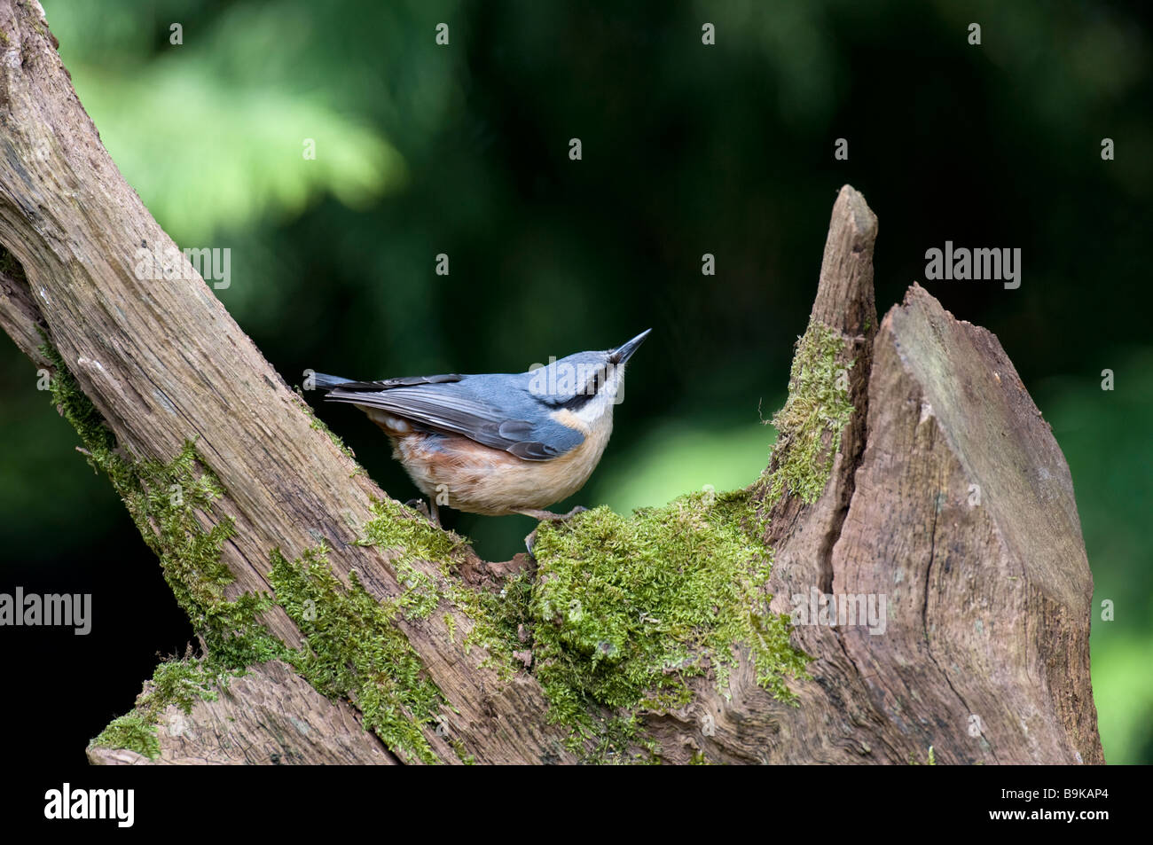 Eurasian nuthatch (Sitta europaea Stock Photo - Alamy