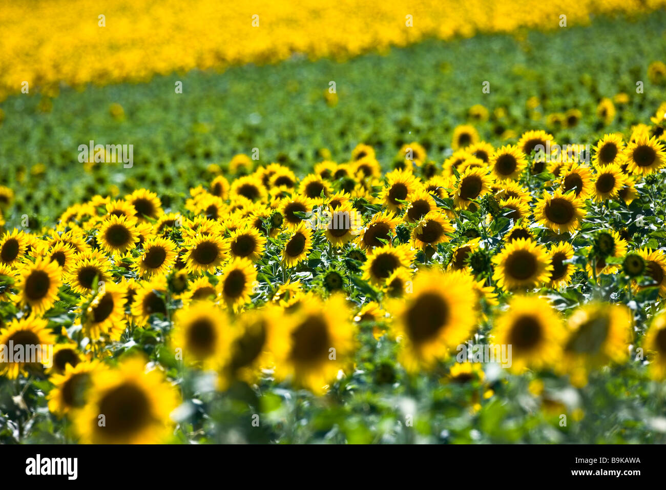 A field full of Sunflowers in bloom shimmering in the heat of a Spanish ...