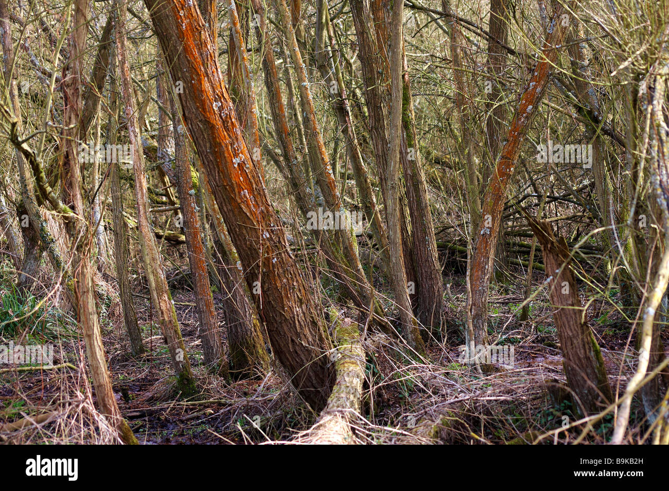 Alder carr woodland hi-res stock photography and images - Alamy