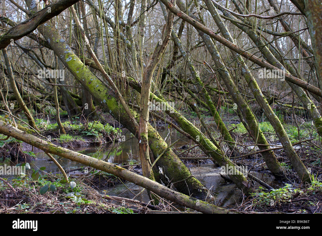 Alder carr woodland hi-res stock photography and images - Alamy