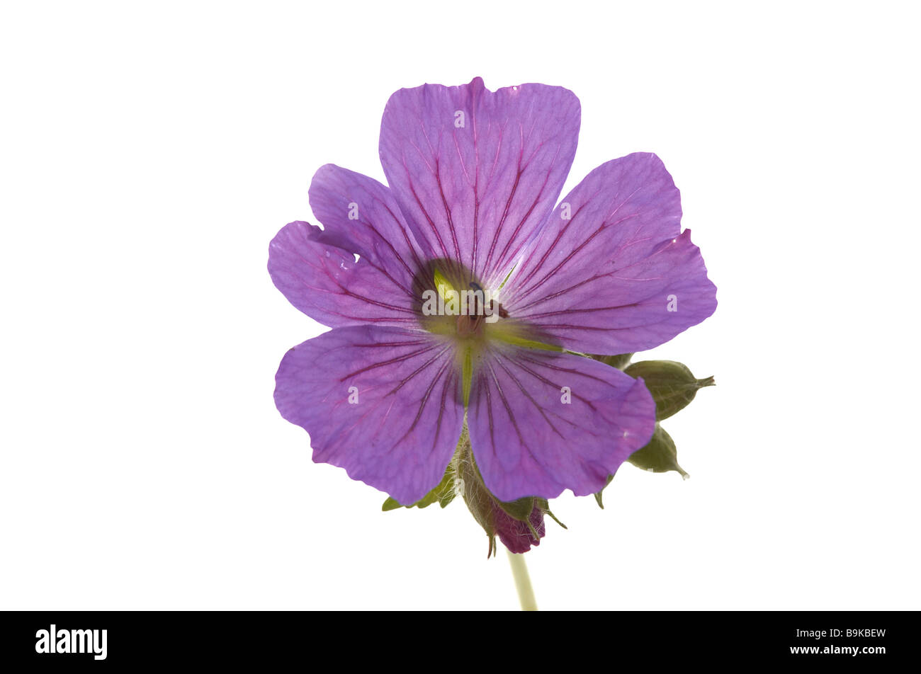 A Geranium isolated on a white background Stock Photo - Alamy