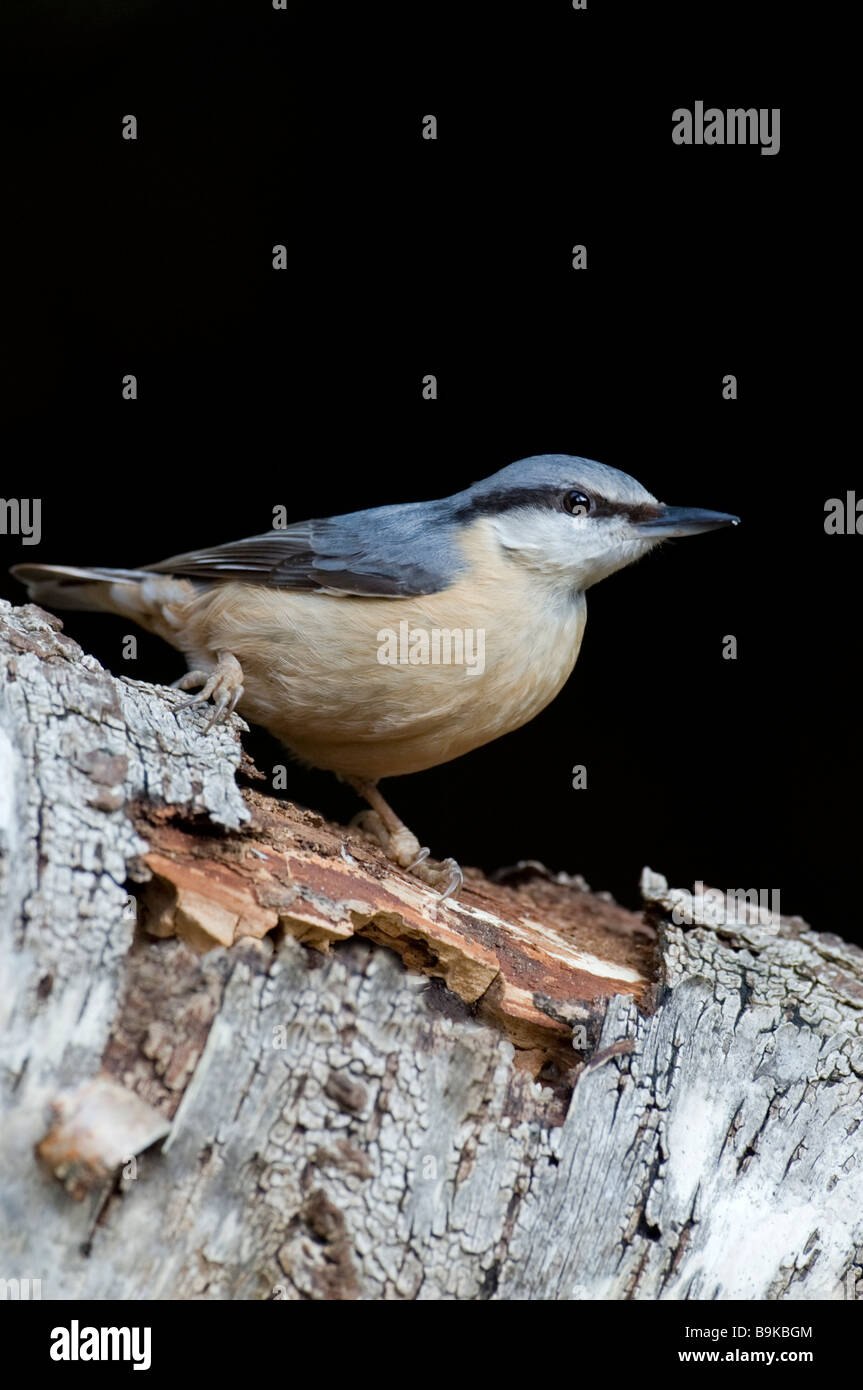 Eurasian nuthatch (Sitta europaea Stock Photo - Alamy
