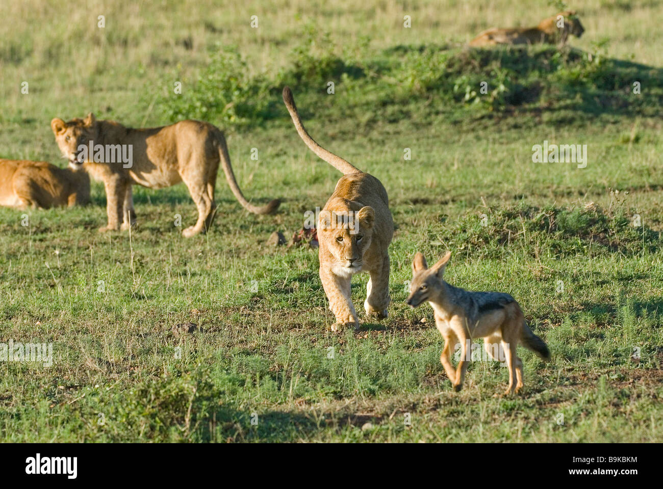 African Lion (Panthera leo). Juvenile chasing Black-backed Jackal ...
