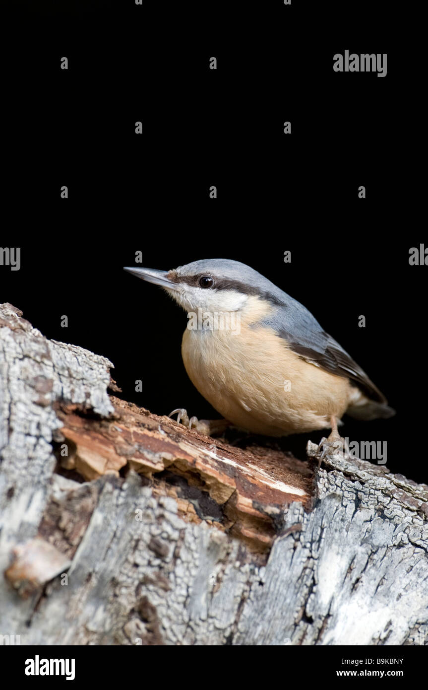 Eurasian nuthatch (Sitta europaea Stock Photo - Alamy