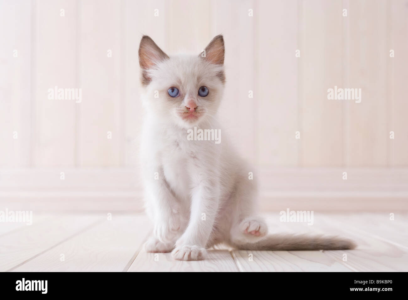 Ragdoll doll hi-res stock photography and images - Alamy