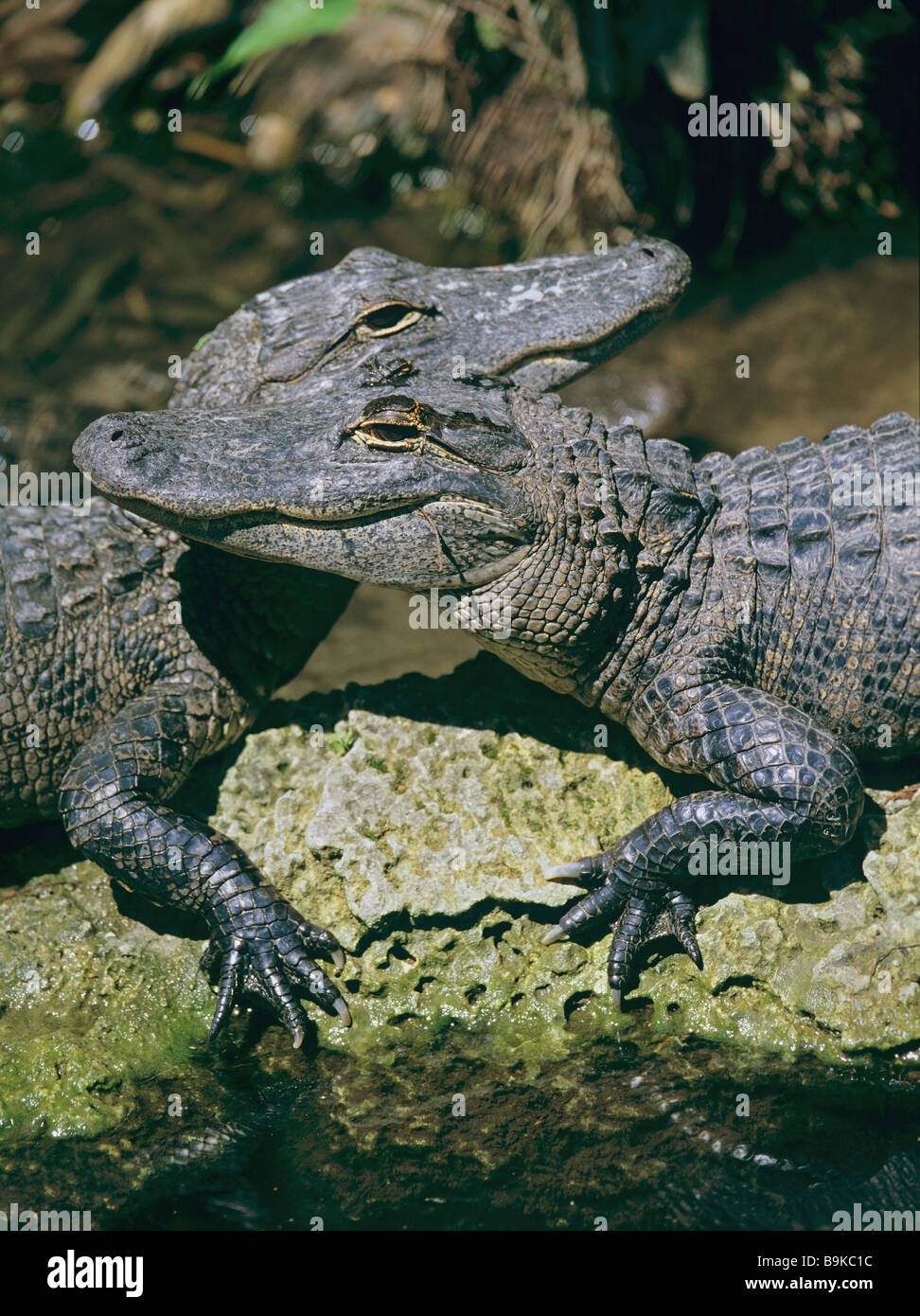 Two Headed Crocodile