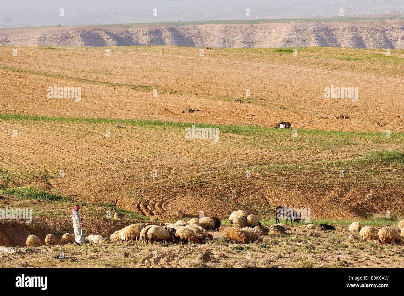 Jordan, shepherd near Mount Nebo Stock Photo - Alamy