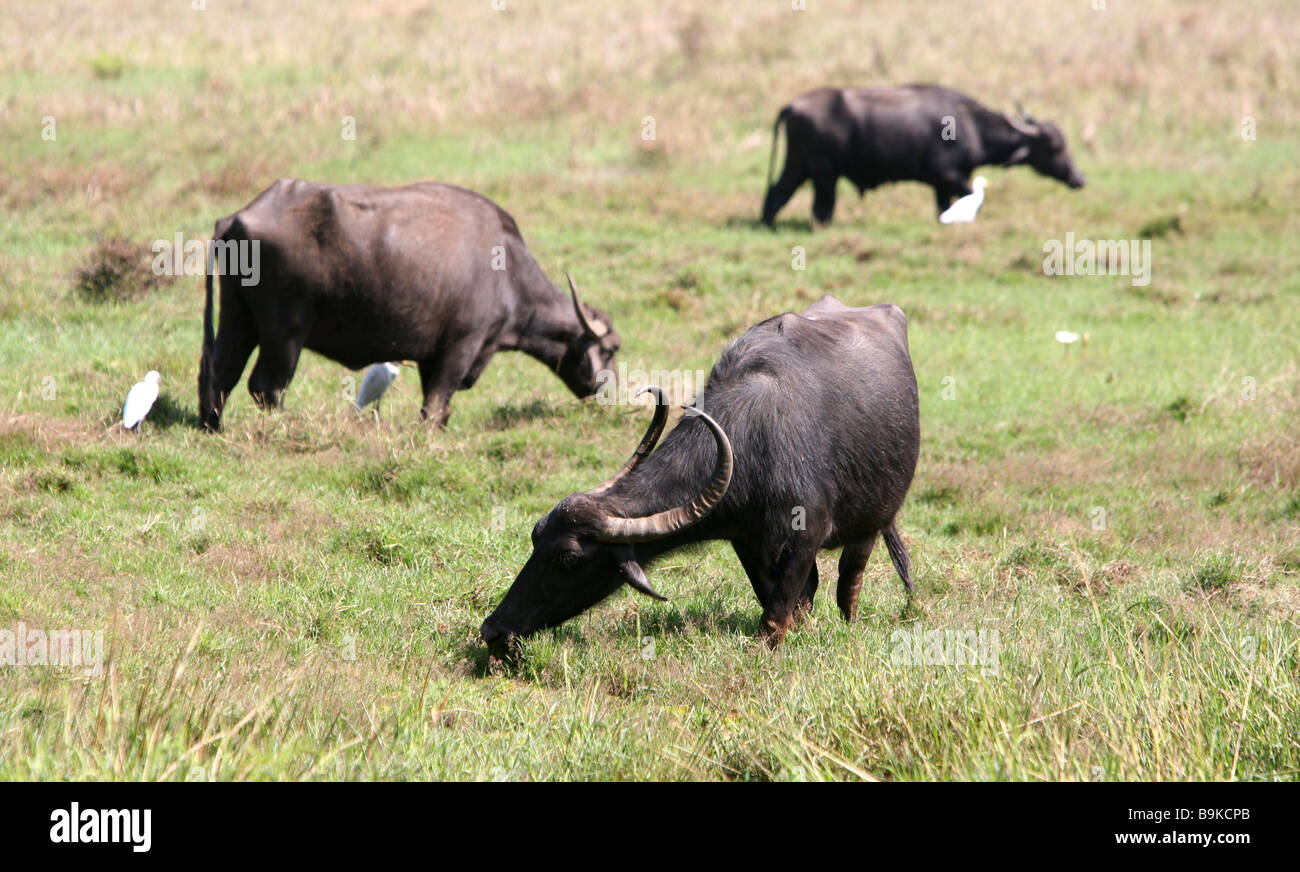 Wetlands india hi-res stock photography and images - Alamy