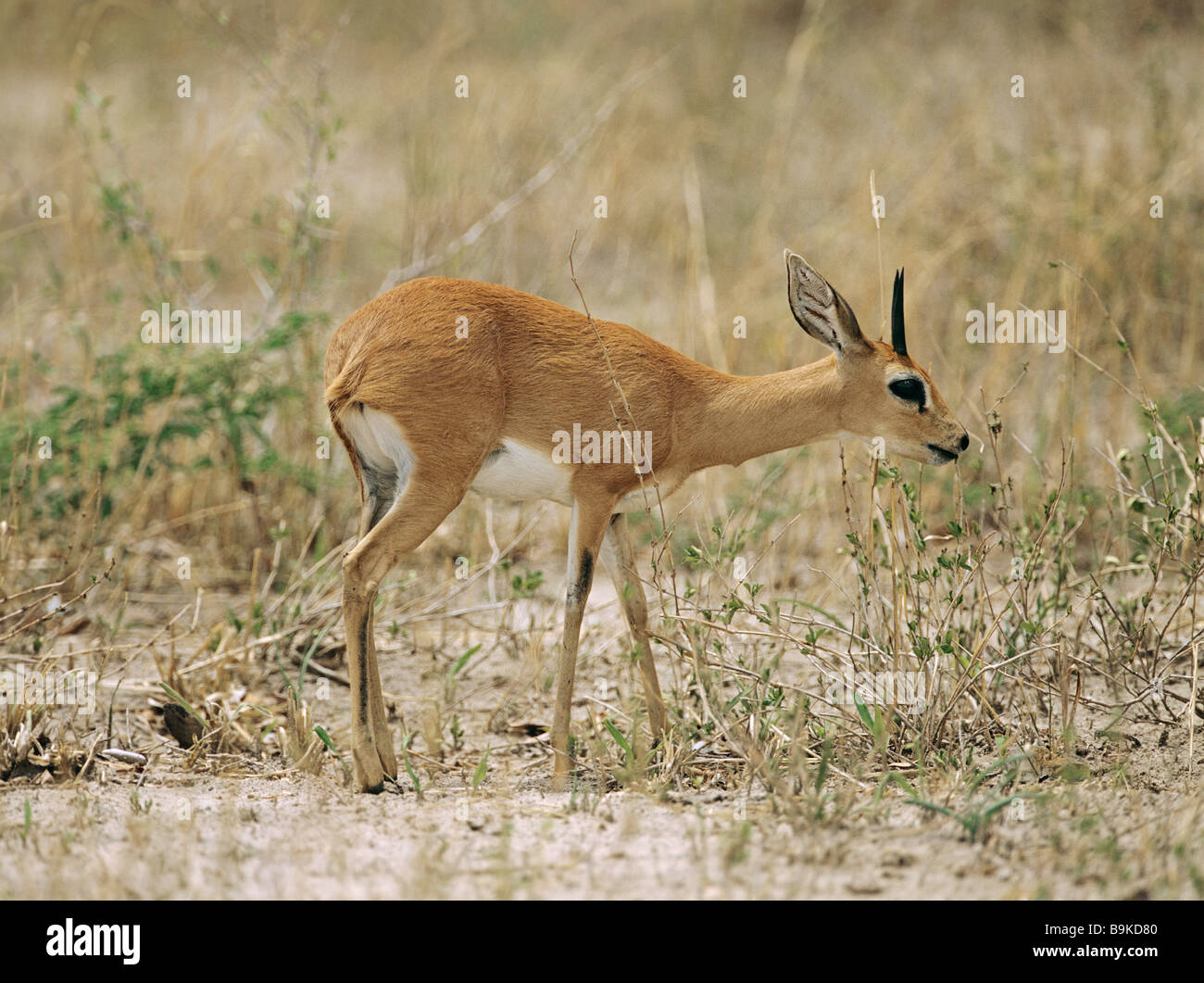 African steenboks hi-res stock photography and images - Alamy
