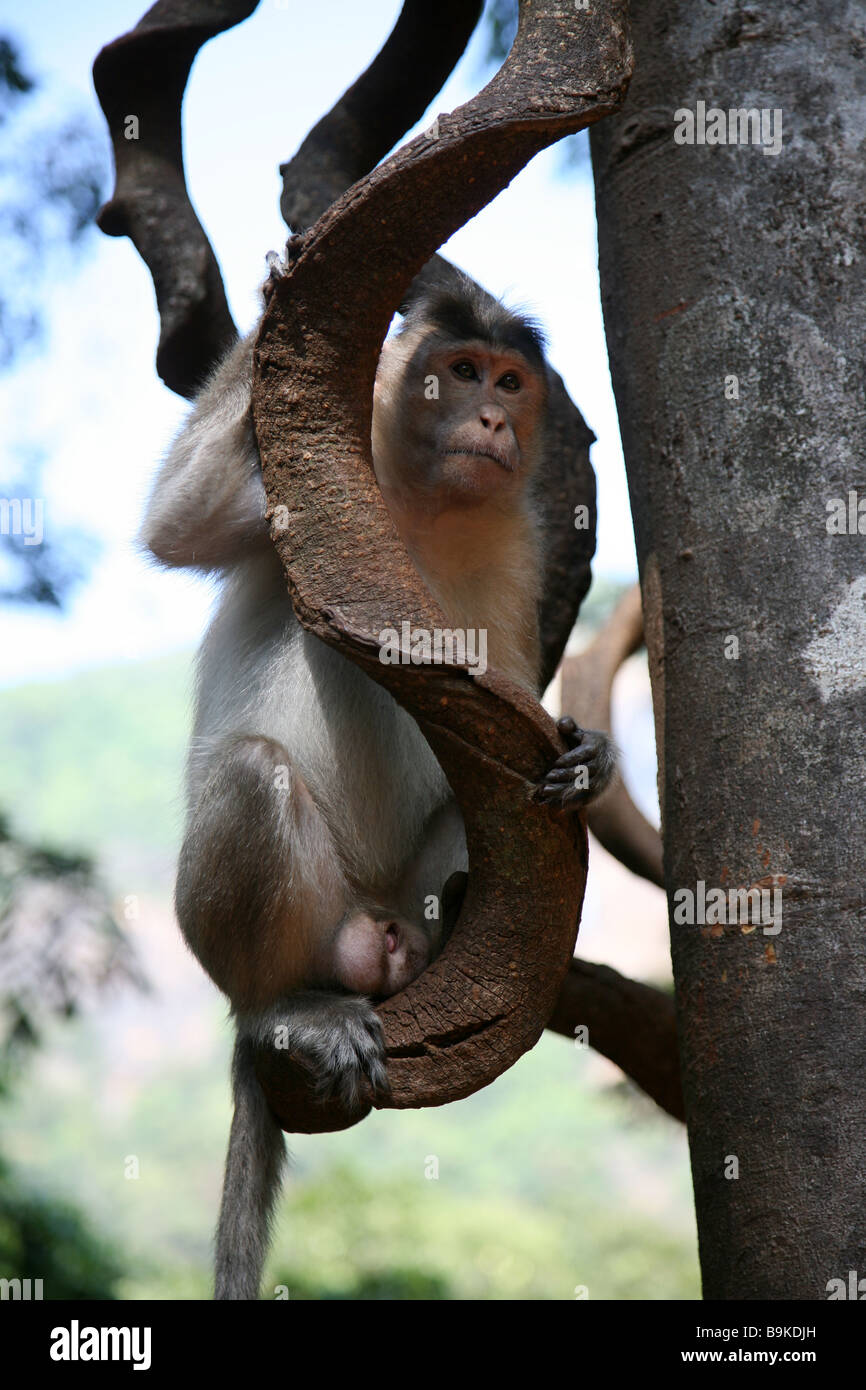 Monkeys at the Dudhsagar Falls in Goa, Inida Stock Photo - Alamy
