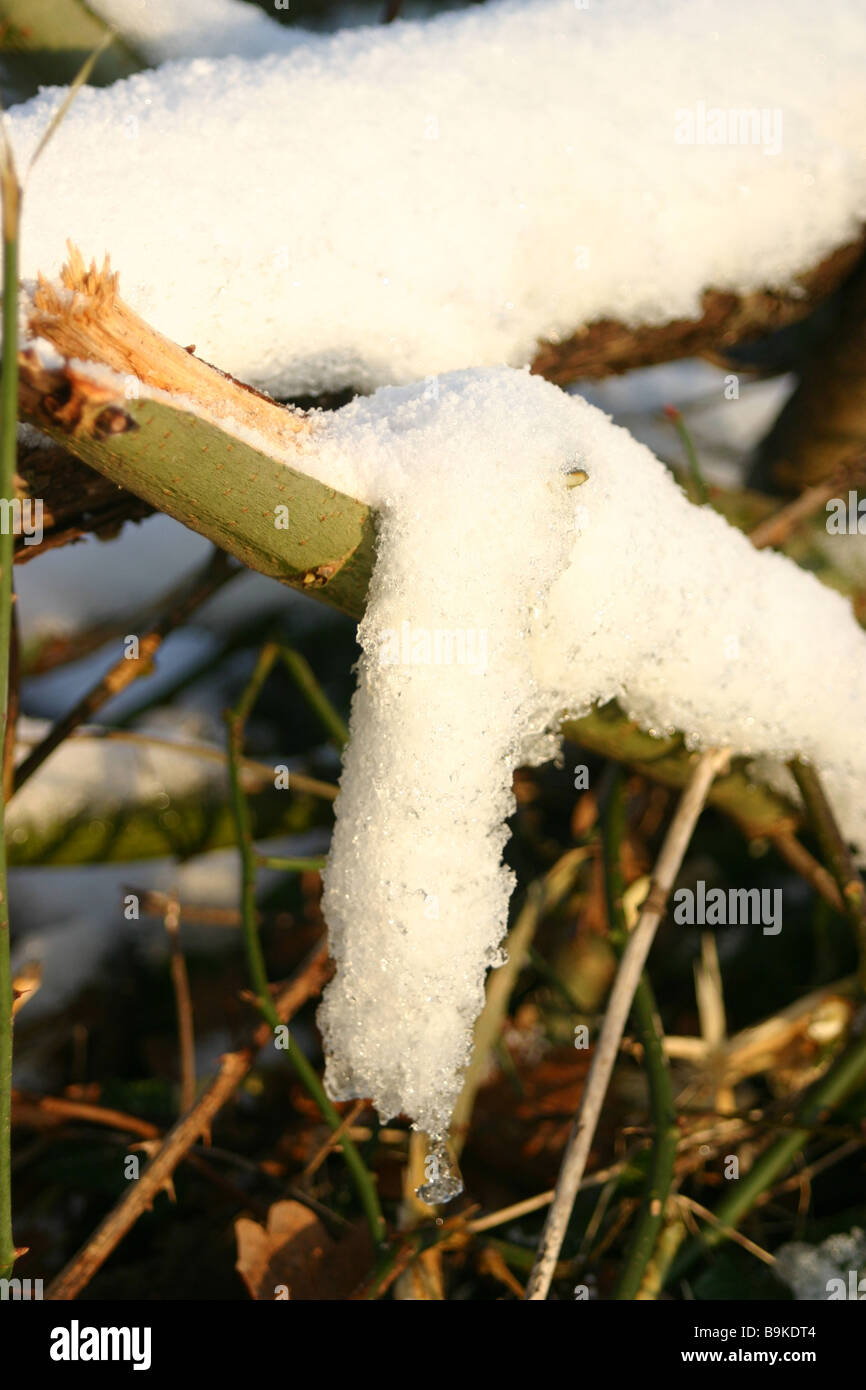 Melting snow in sunshine hi-res stock photography and images - Alamy