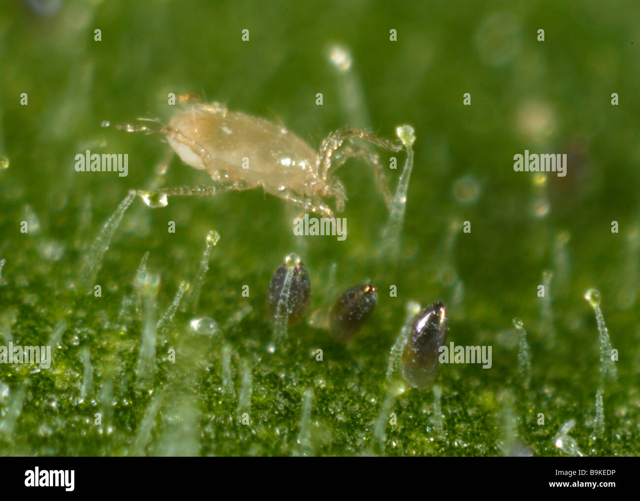 A predatory mite Amblyseius swirskii and cotton whitefly Bemisia tabaci ...