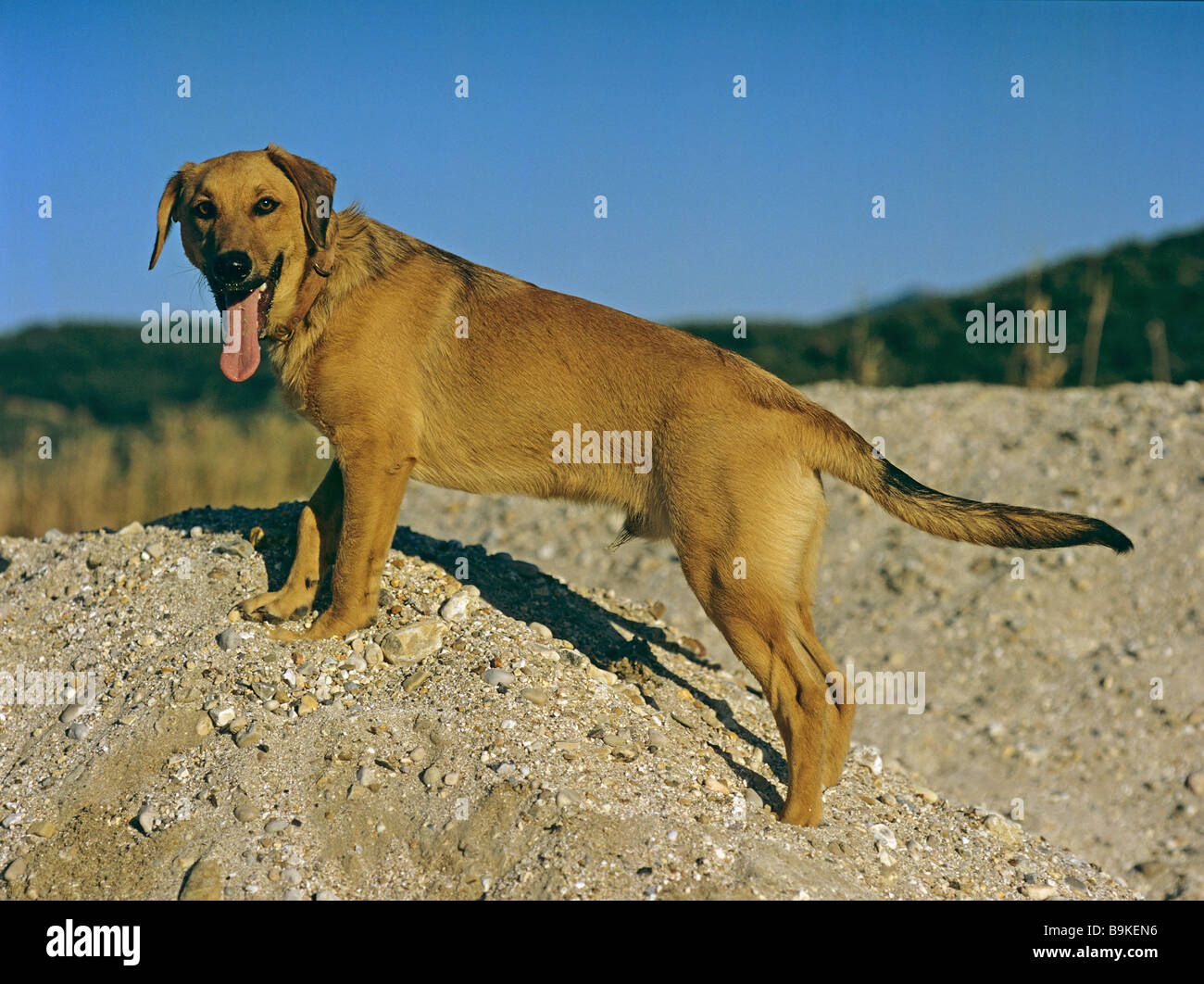 half breed dog - standing Stock Photo - Alamy