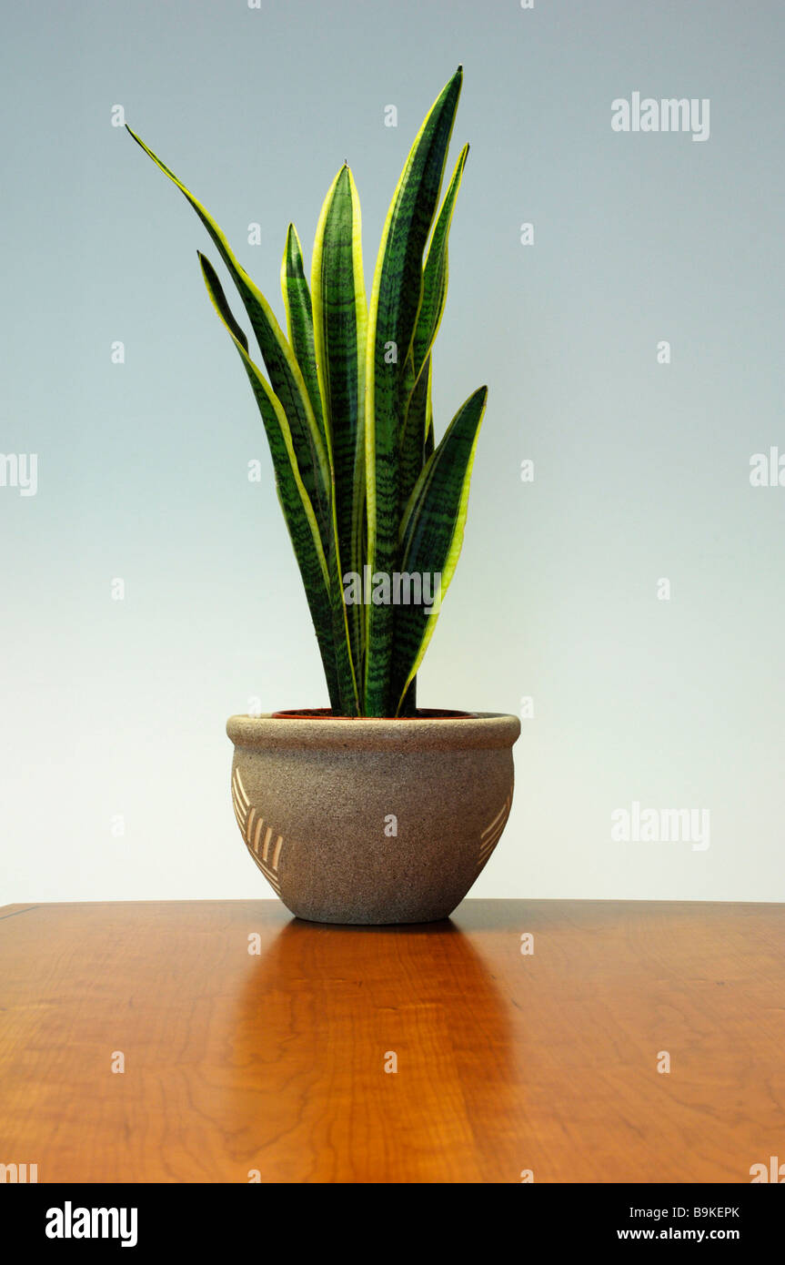 still life of potted agave Stock Photo - Alamy