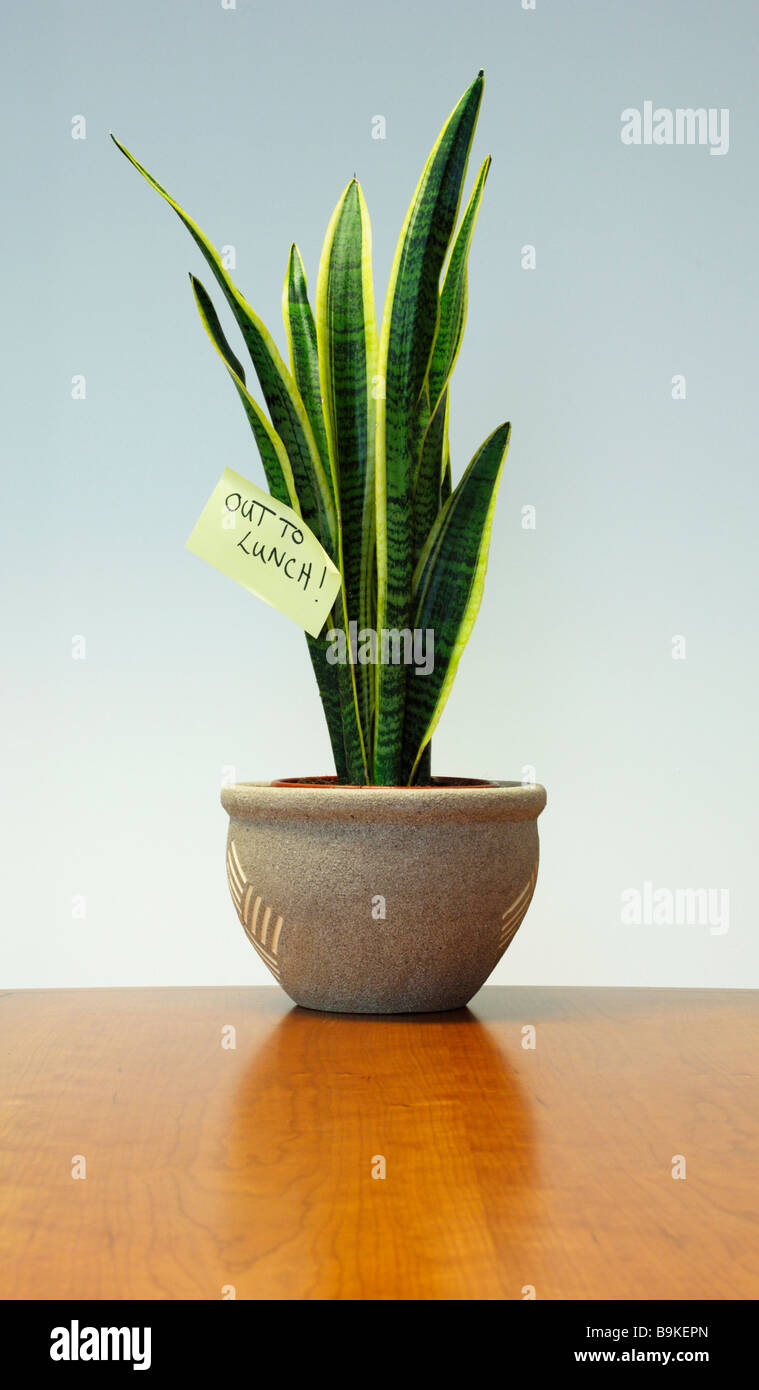 Potted Agave High Resolution Stock Photography and Images - Alamy