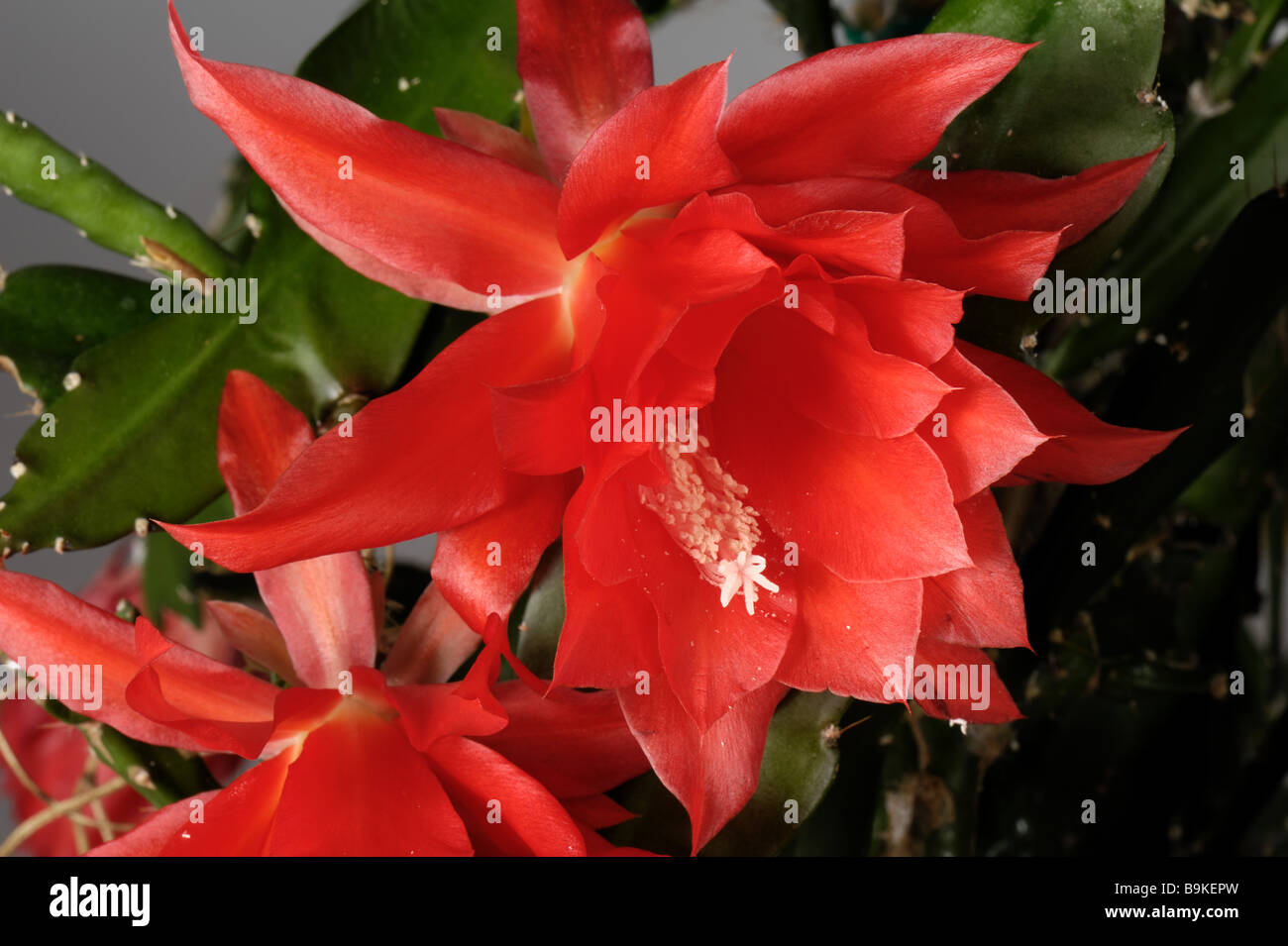 Red Cactus High Resolution Stock Photography and Images - Alamy