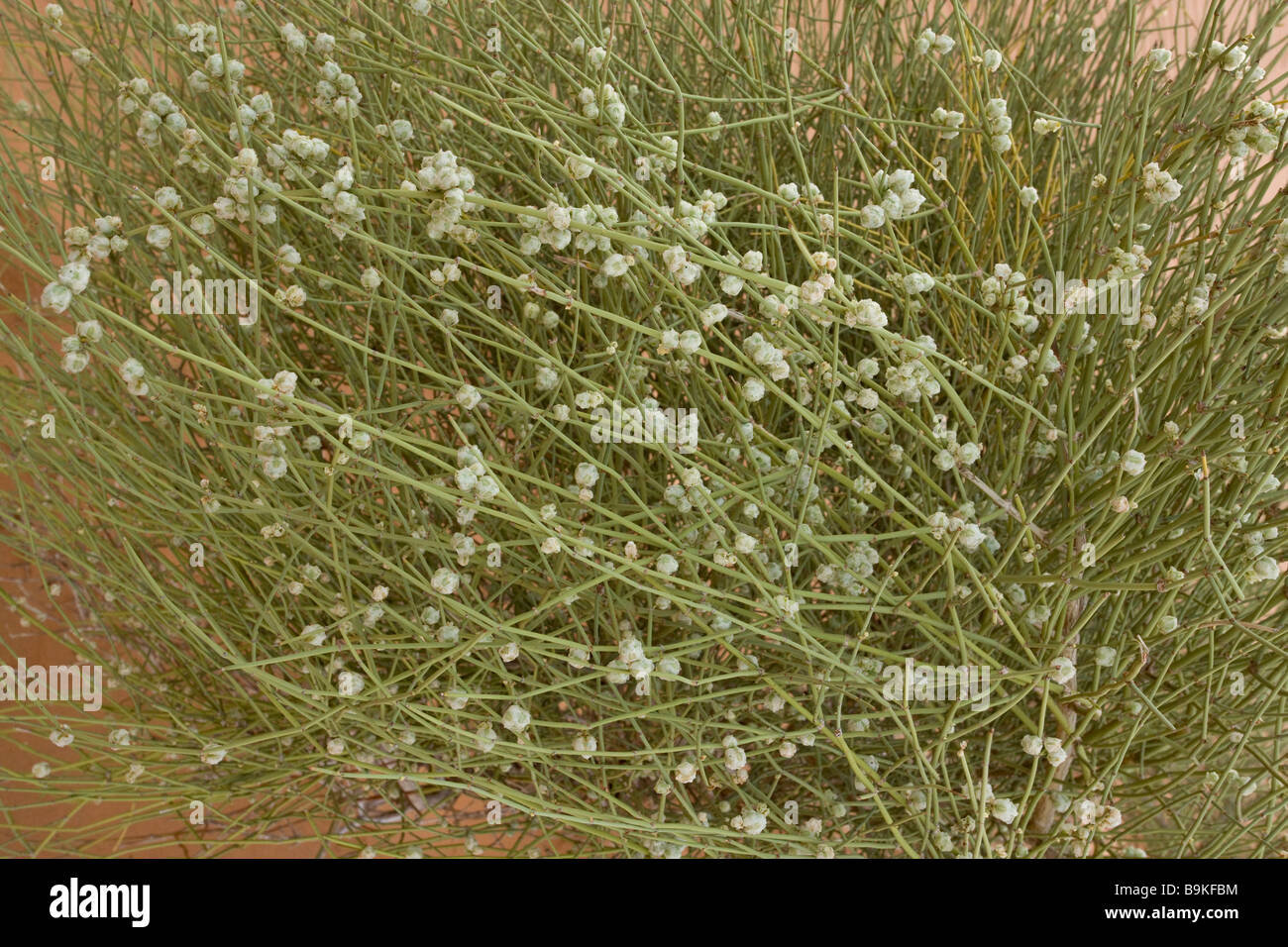 Moroccan fir hi-res stock photography and images - Alamy