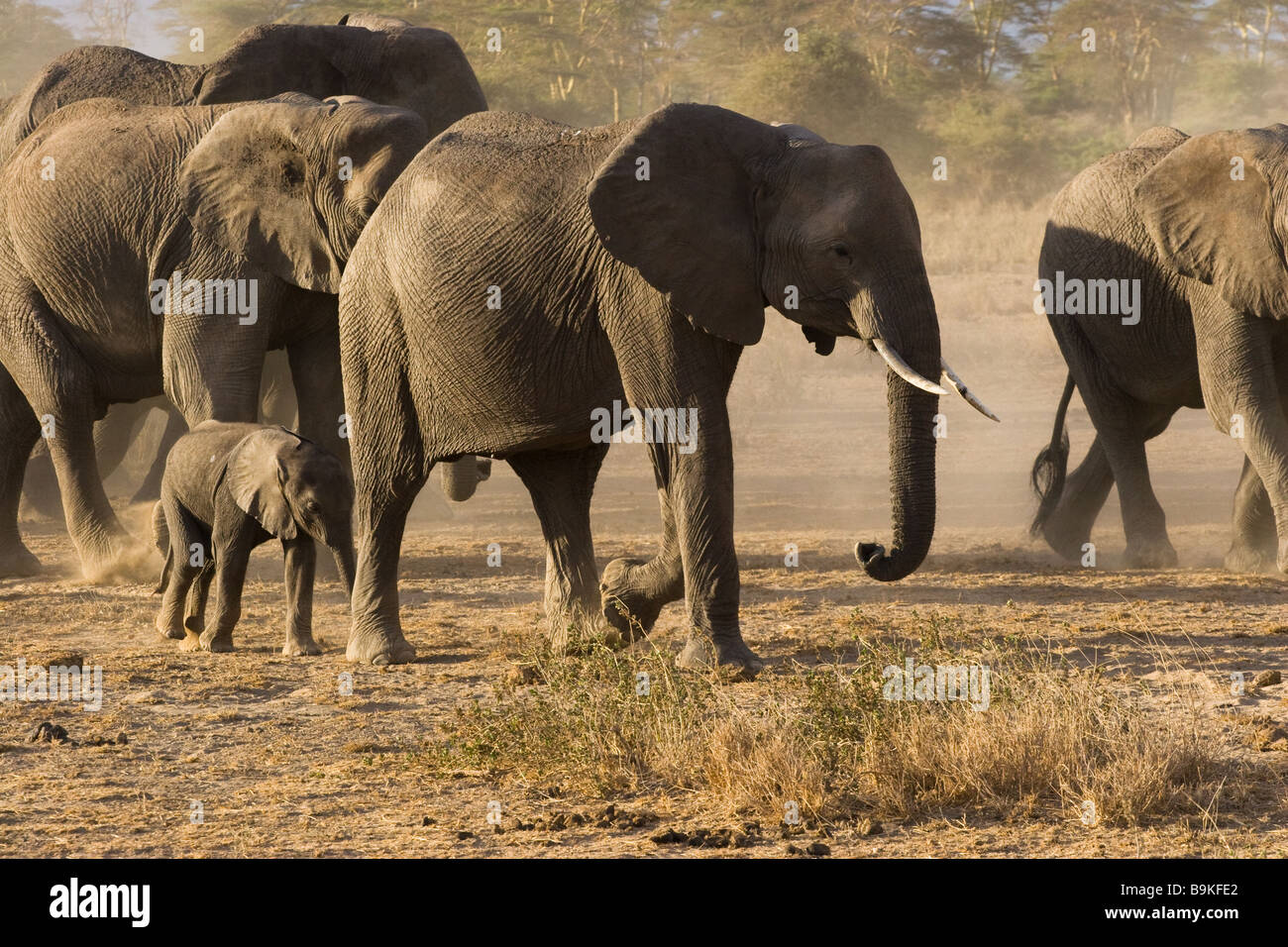 Elephant Stampede High Resolution Stock Photography and Images - Alamy