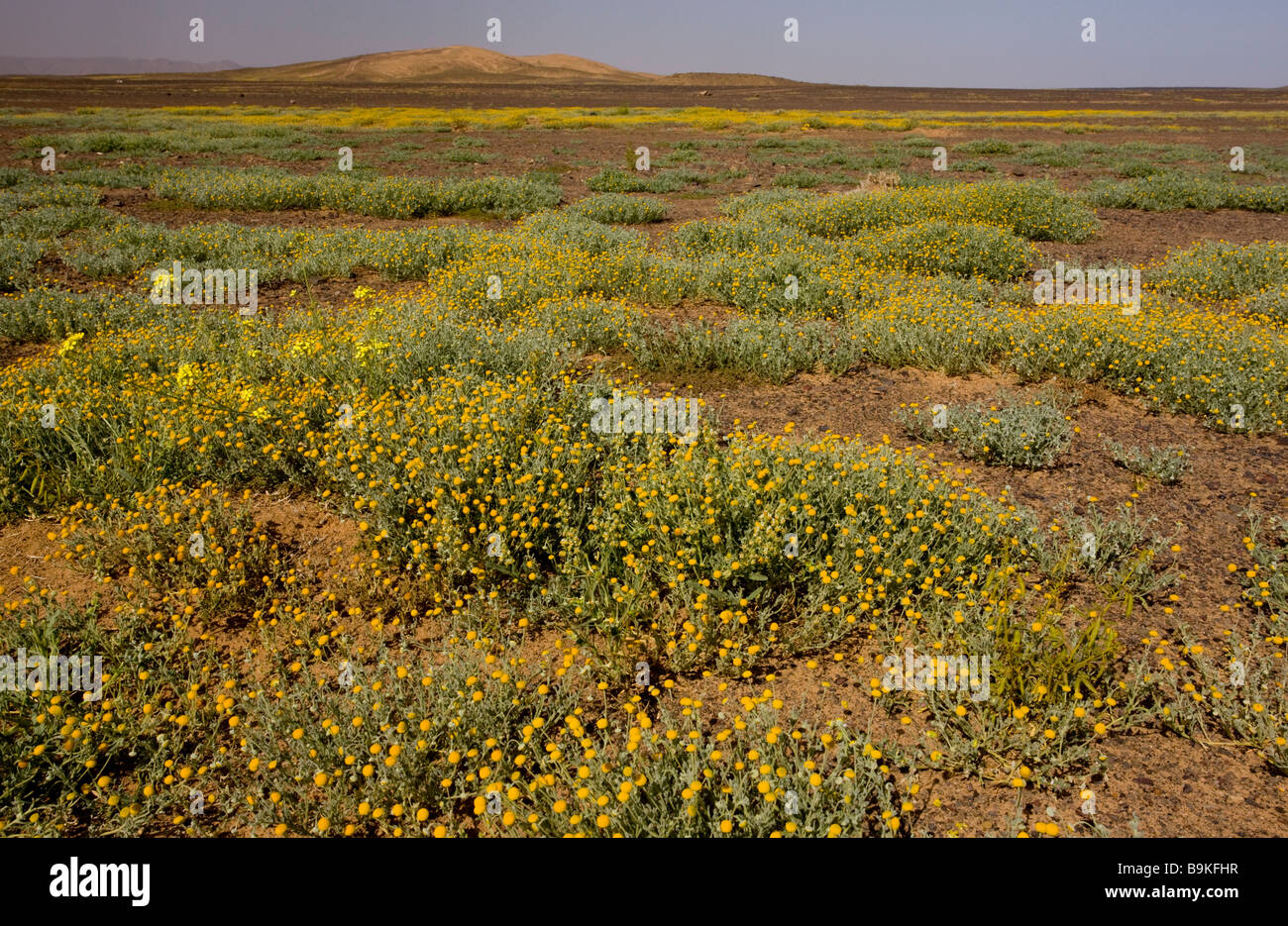 Sahara Desert Flowers