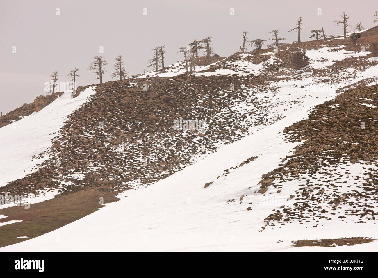 Degraded remnant of Atlas Cedar forest Cedrus atlantica in winter snow ...