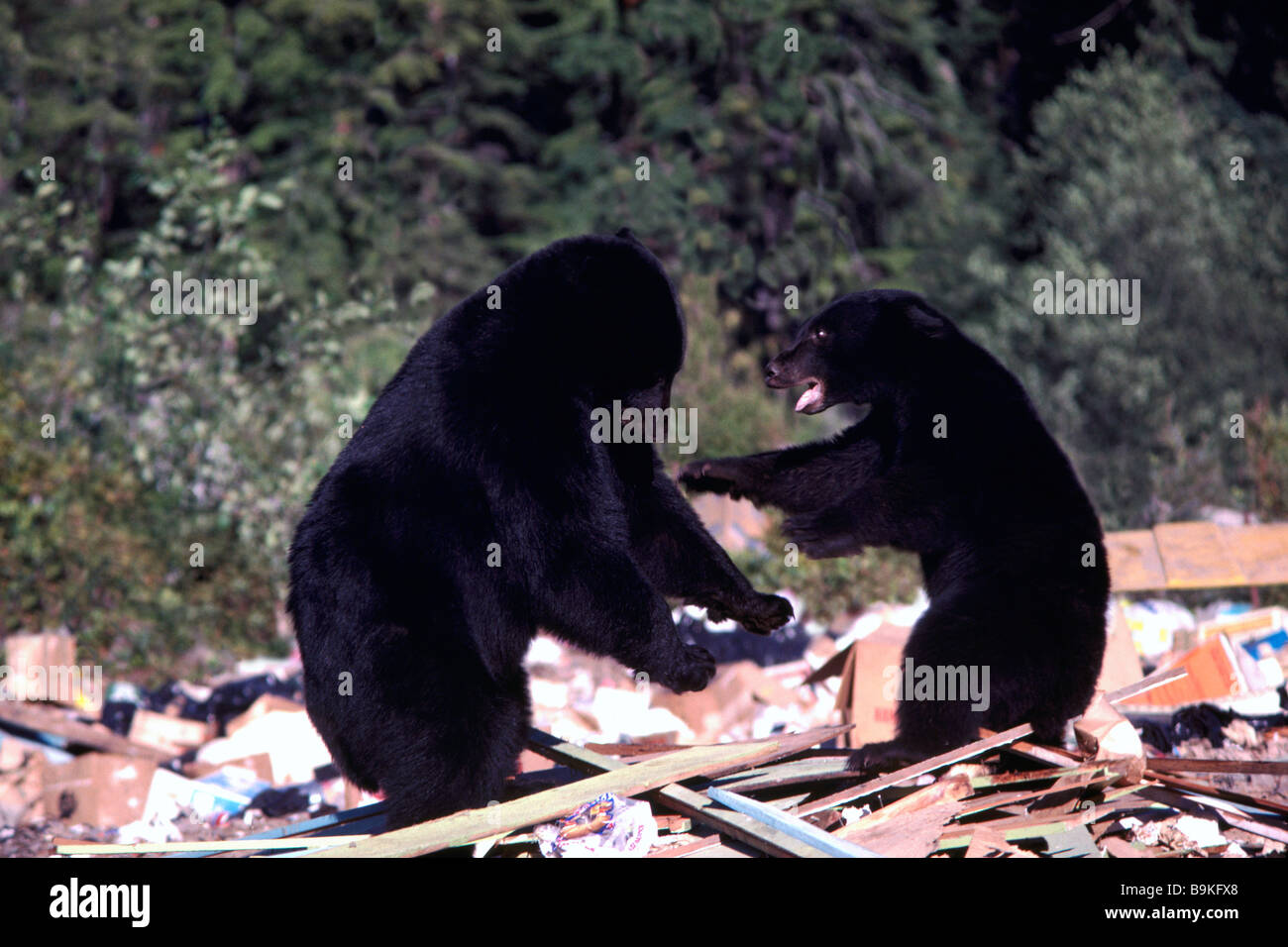 Black Bears (Ursus americanus) roaming for Food on a Garbage Dump Stock ...