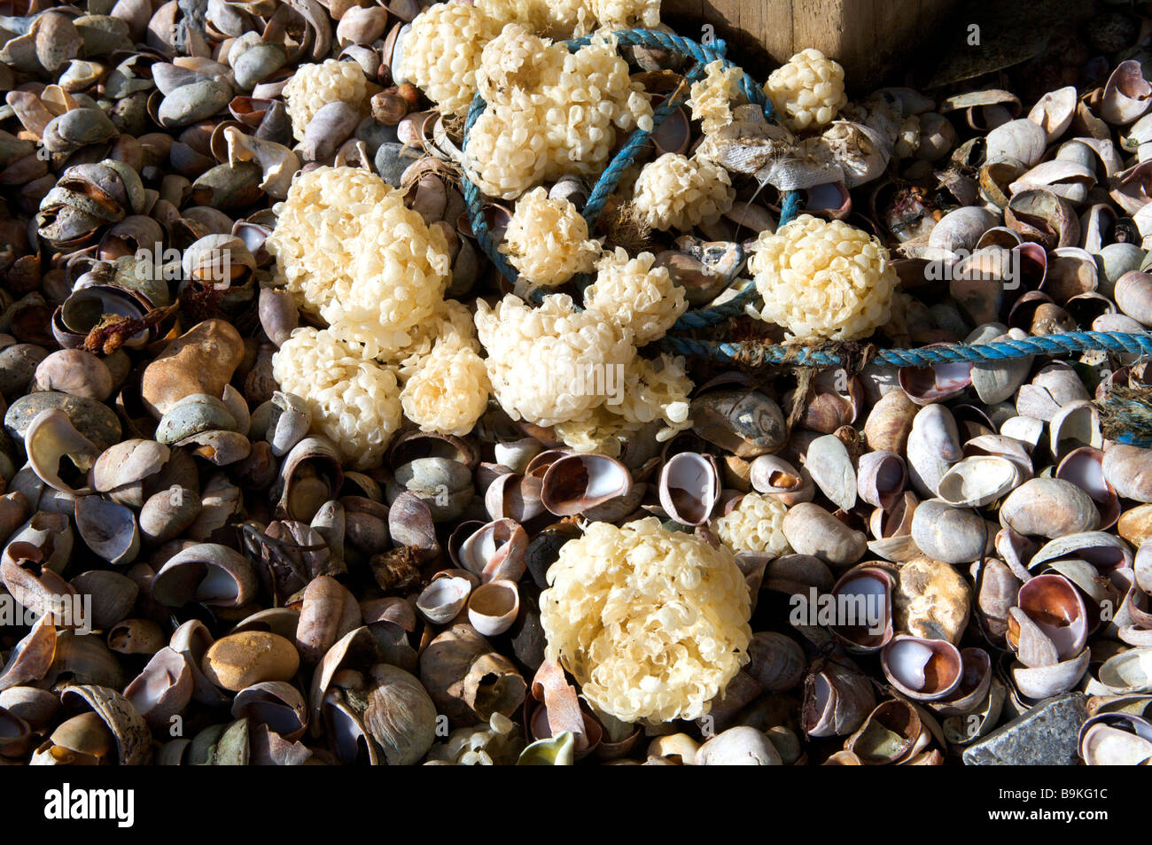 Limpet on beach hi-res stock photography and images - Alamy
