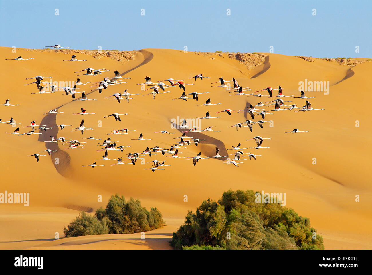 Sahara Desert Birds