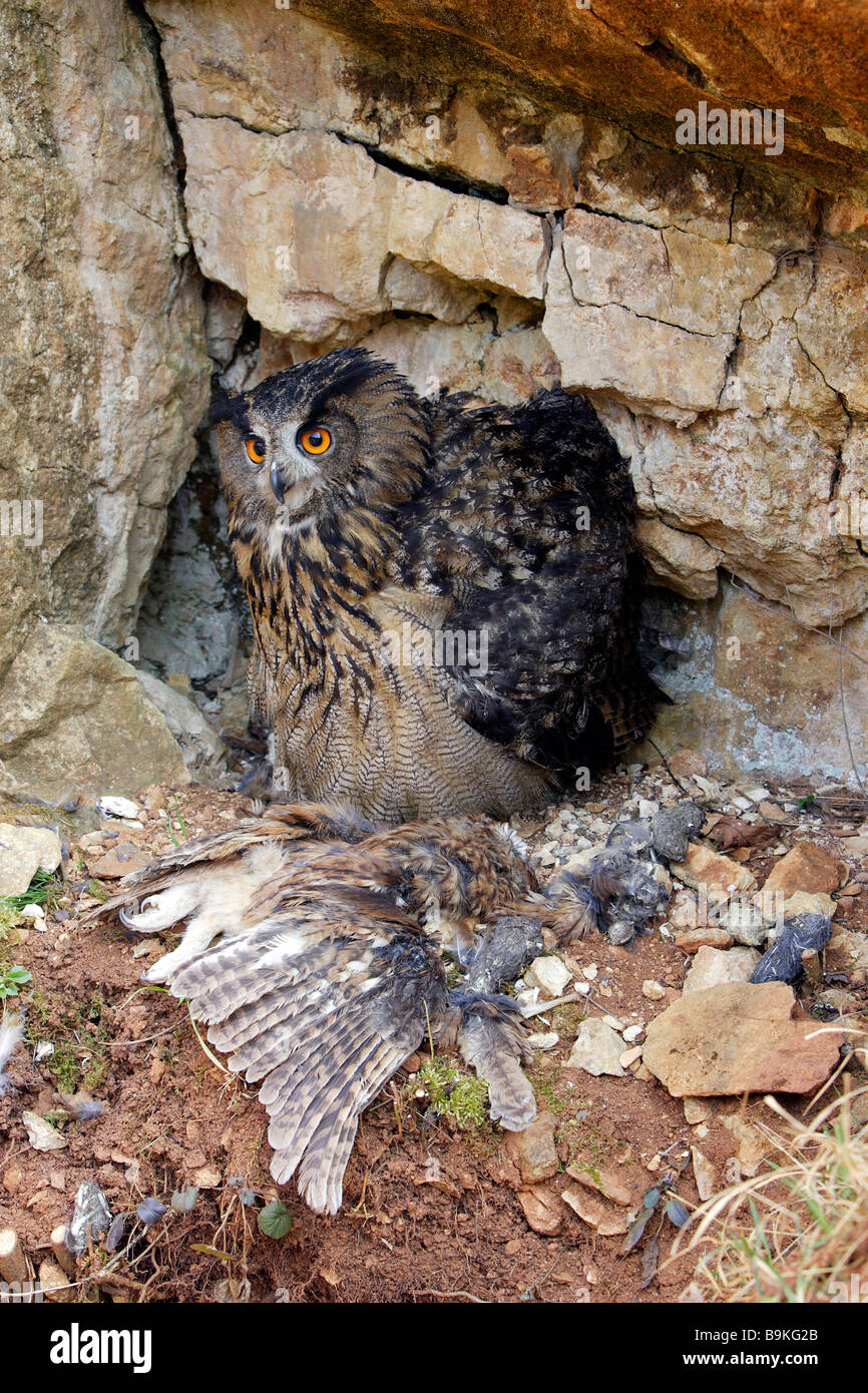 European Eagle Owl (Bubo bubo) with dead Tawny Owl (Strix aluco) as ...