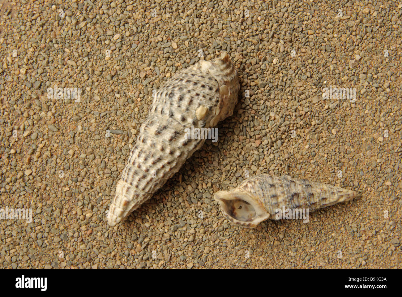 Cerithium High Resolution Stock Photography and Images - Alamy