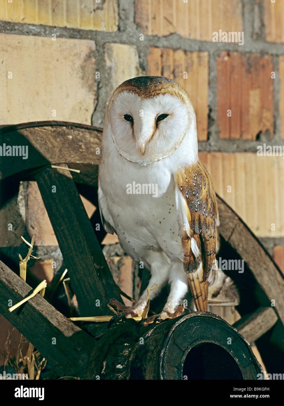barn owl on car wheel / Tyto Alba Stock Photo - Alamy