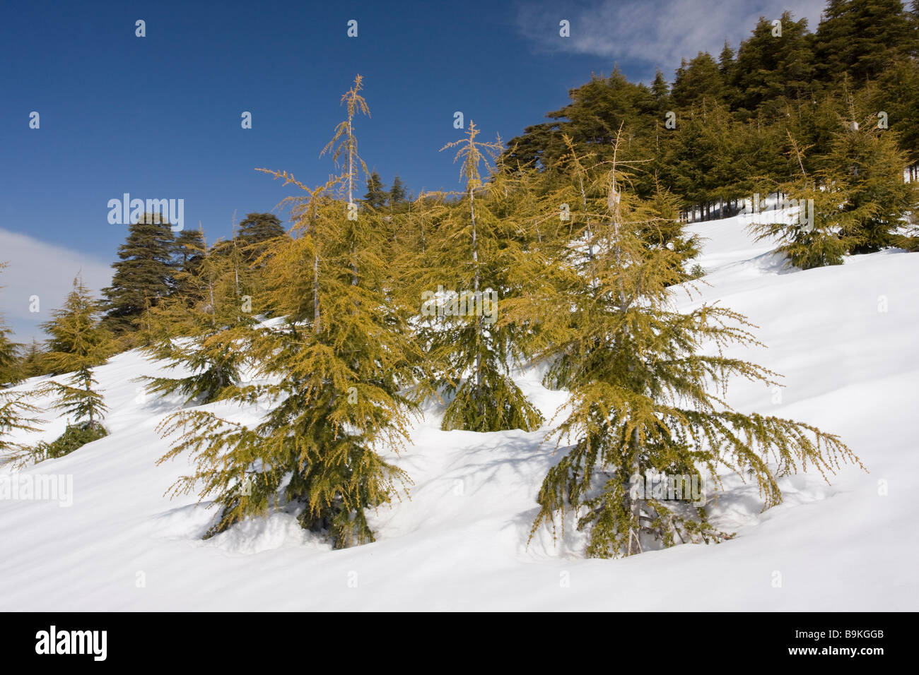 Atlas Cedar forest Cedrus atlantica in the Middle Atlas Mountains young ...