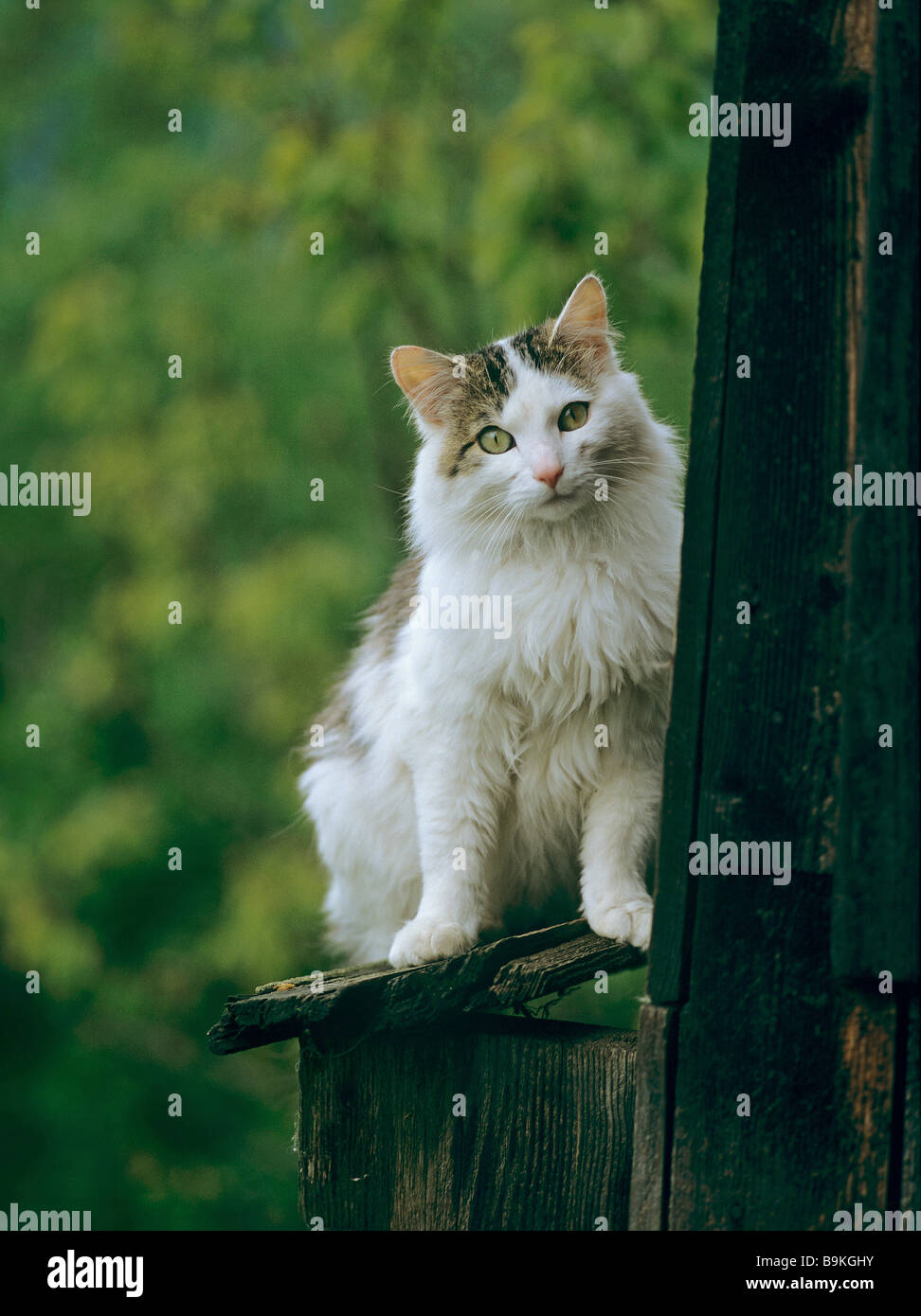 domestic cat - sitting Stock Photo - Alamy
