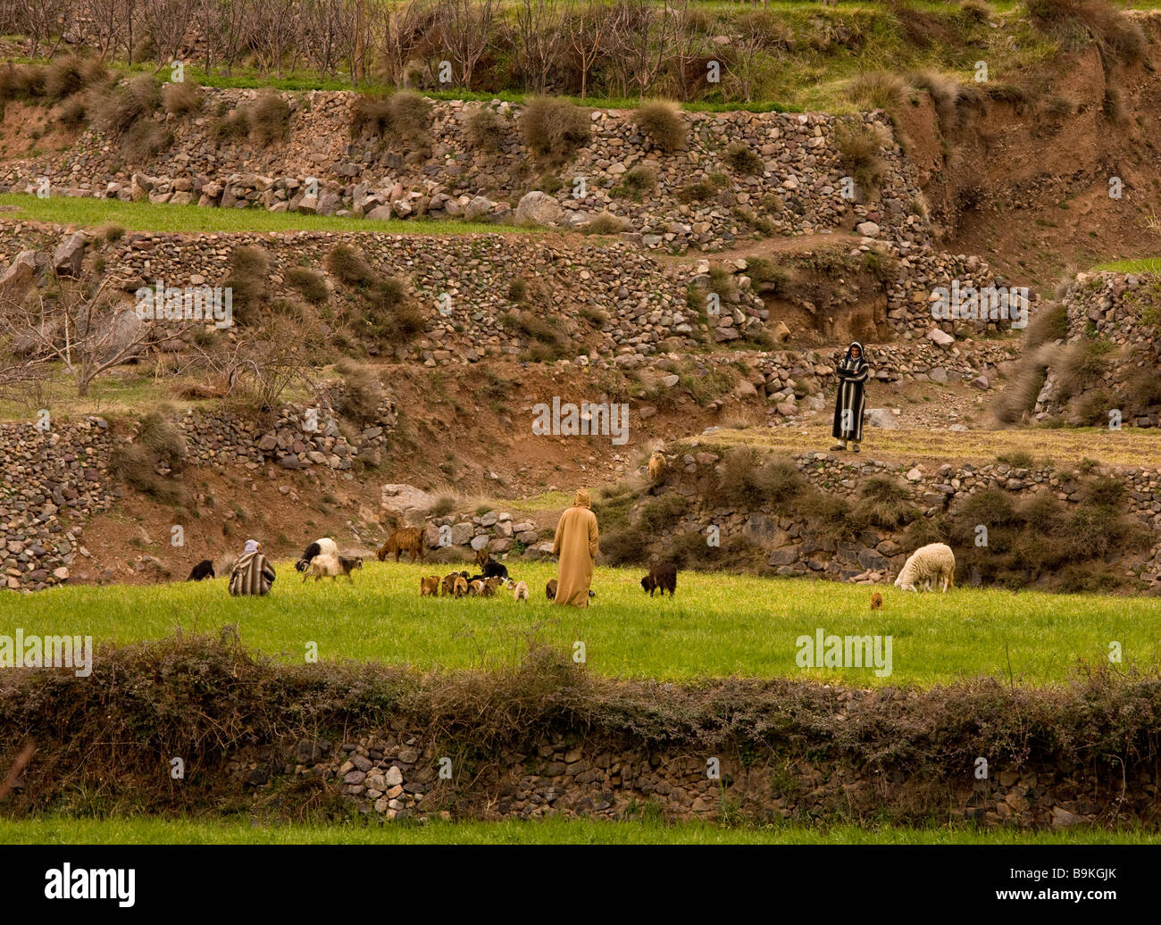 Sheep and goat flock with Berber shepherds grazing terraced fields in ...