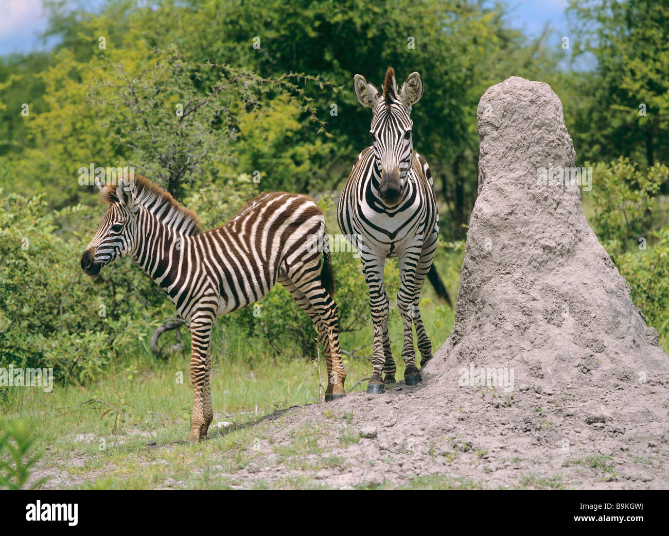 Burchell's zebra with foal - standing next to termite hill Stock Photo ...
