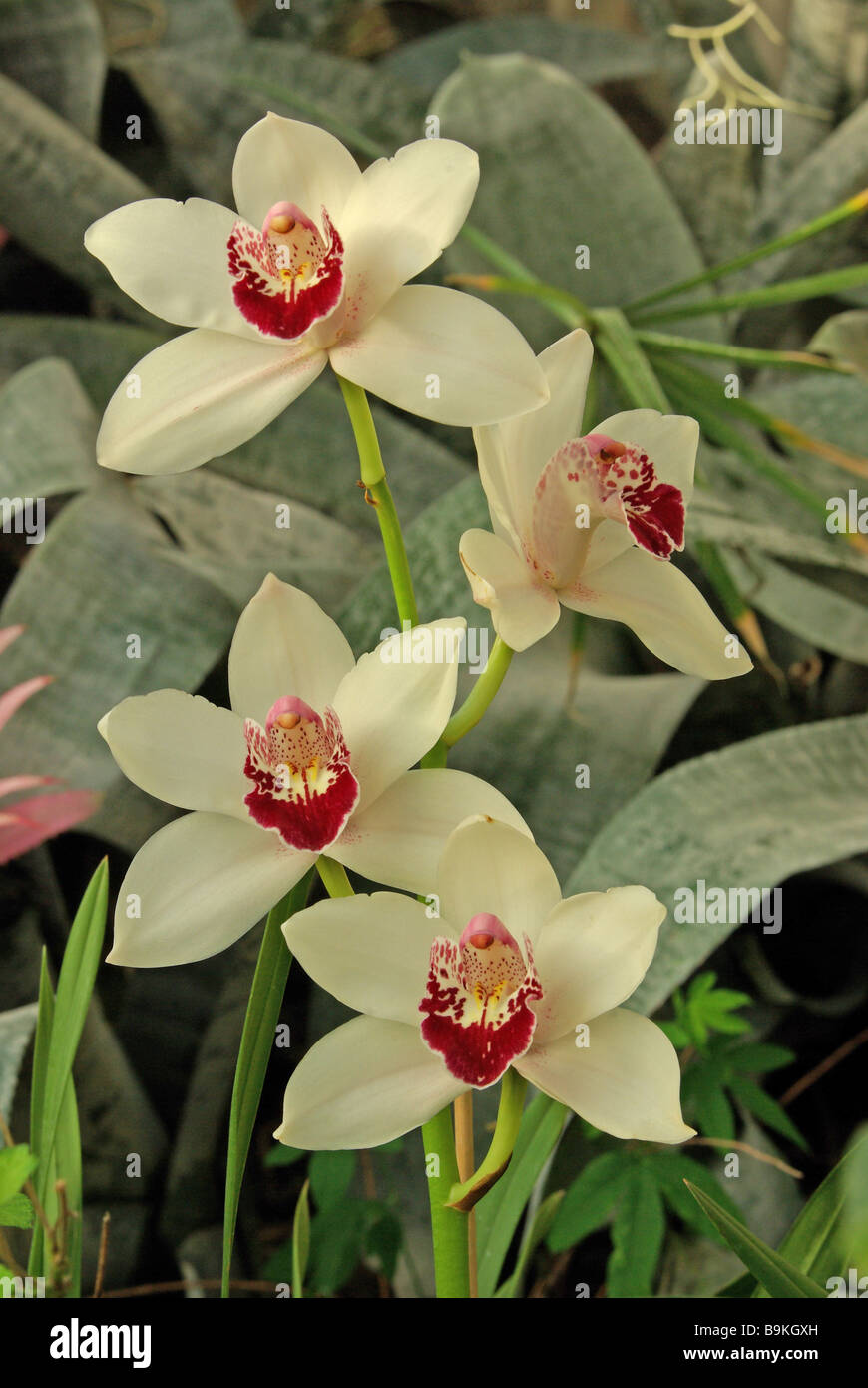 Cymbidium hybrids hi-res stock photography and images - Alamy
