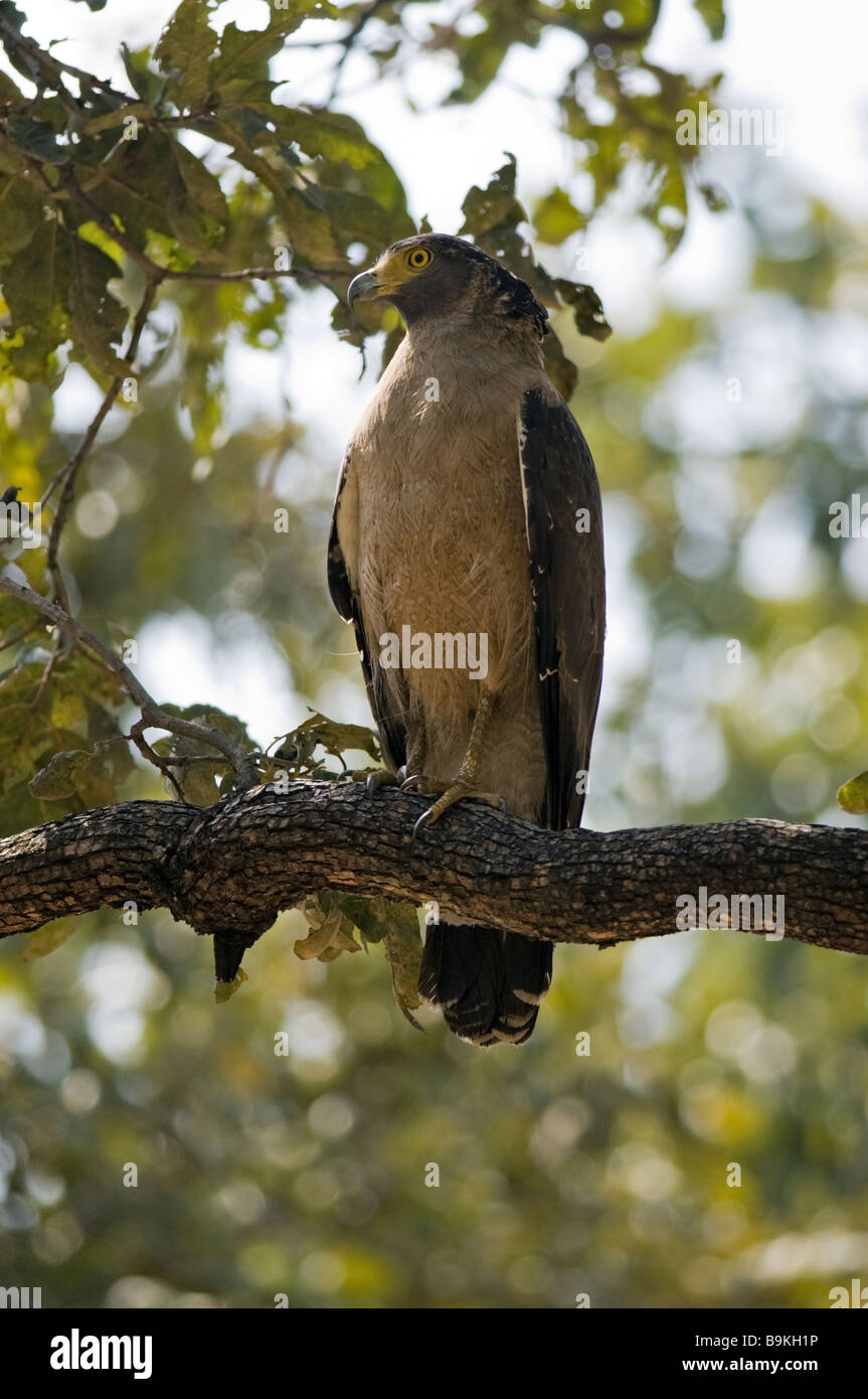 Crested serpent eagle (Spilornis cheela Stock Photo - Alamy