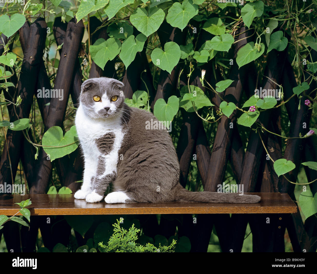 Scottish Fold cat - sitting in front of fence Stock Photo - Alamy