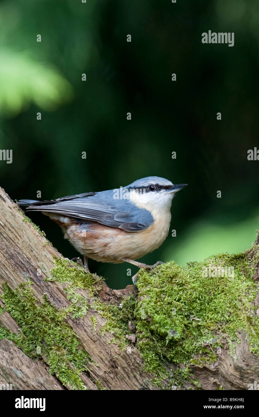 Eurasian nuthatch (Sitta europaea Stock Photo - Alamy