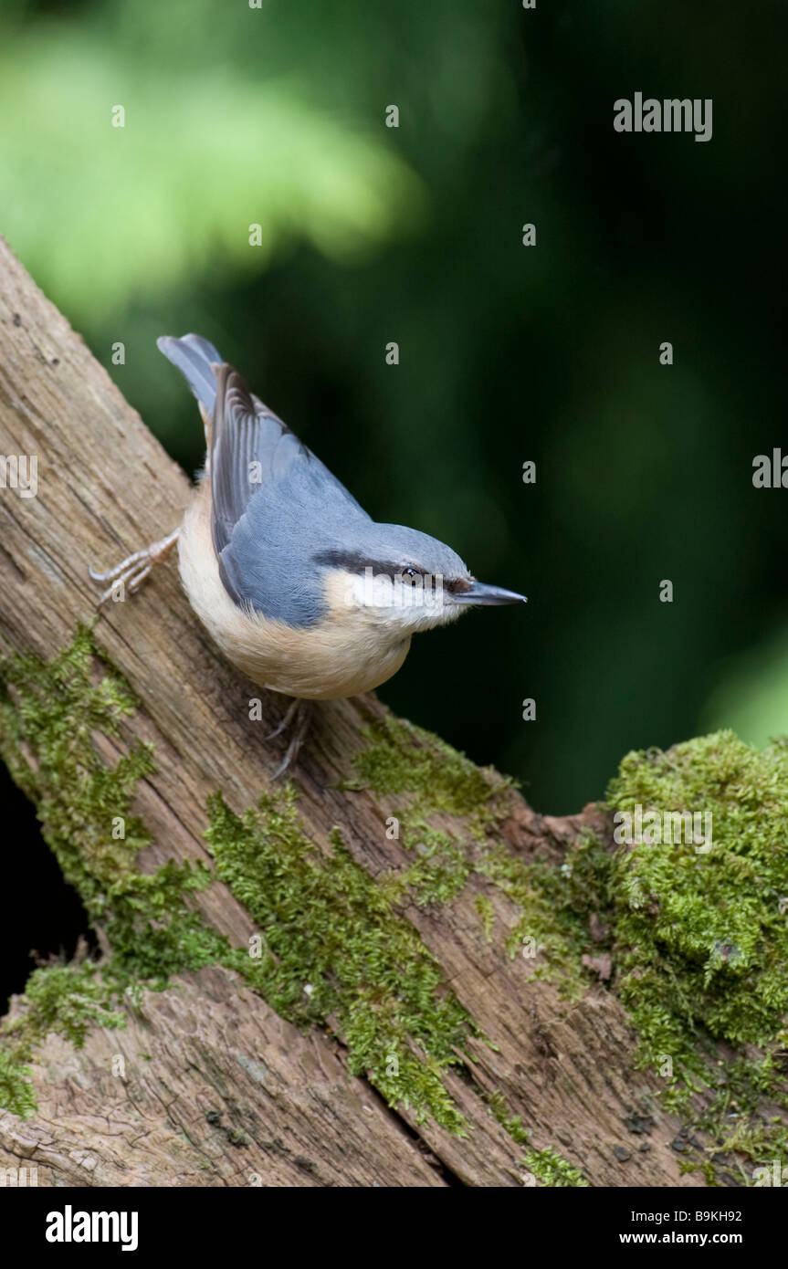 Uk nuthatches hi-res stock photography and images - Alamy
