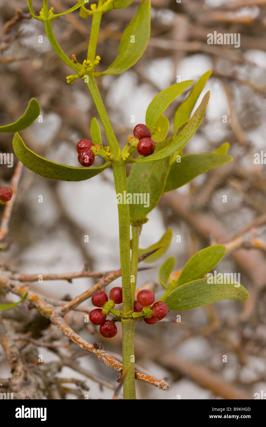 Mistletoe plant africa hi-res stock photography and images - Alamy