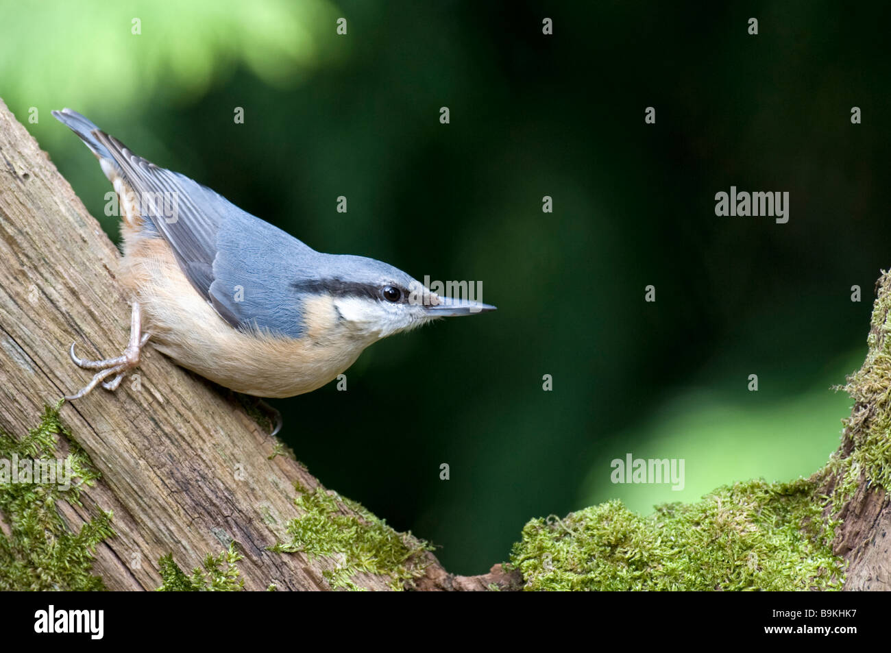 Eurasian nuthatch (Sitta europaea Stock Photo - Alamy