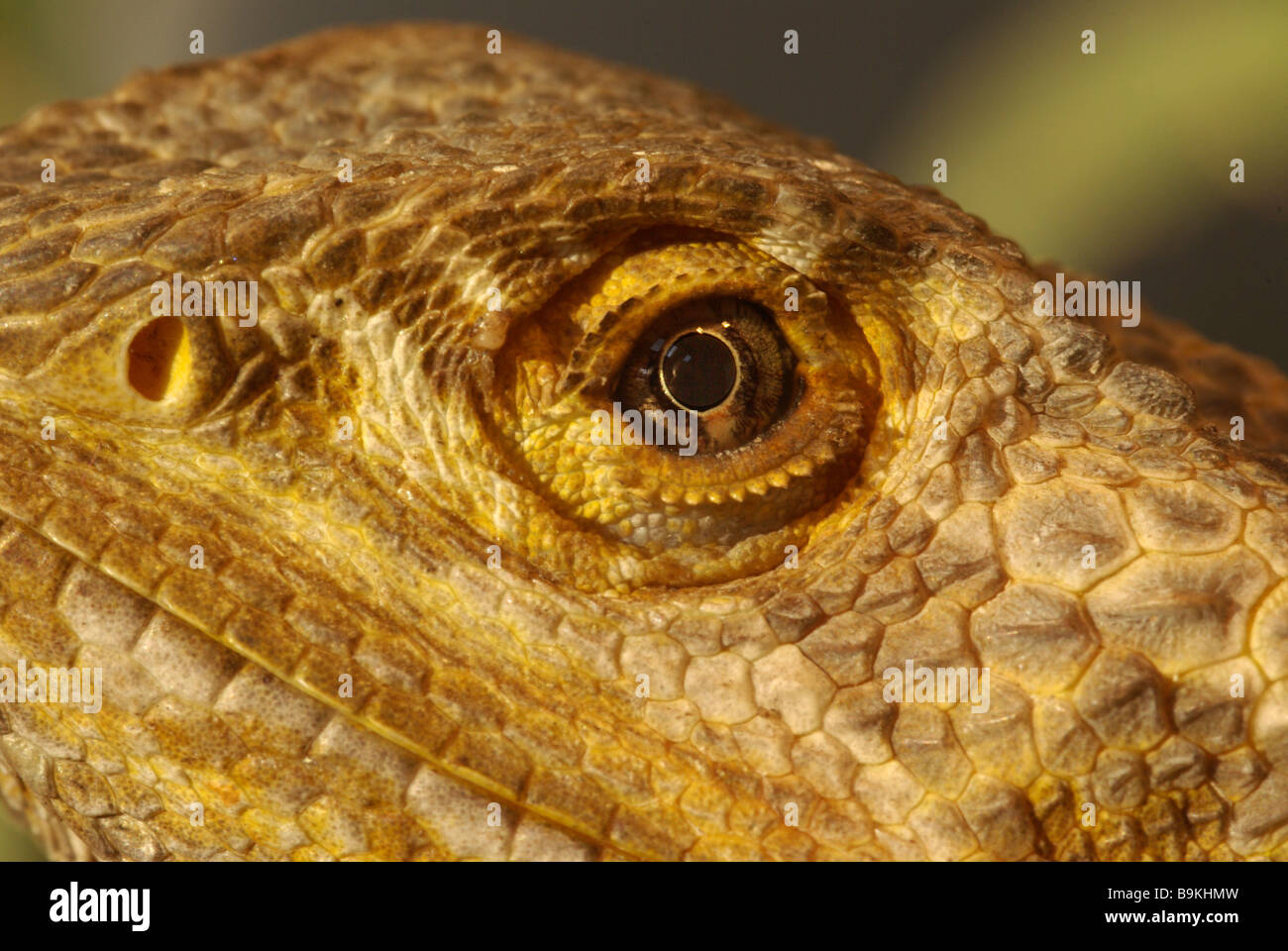 Bearded dragon (Pogona vitticeps Stock Photo - Alamy